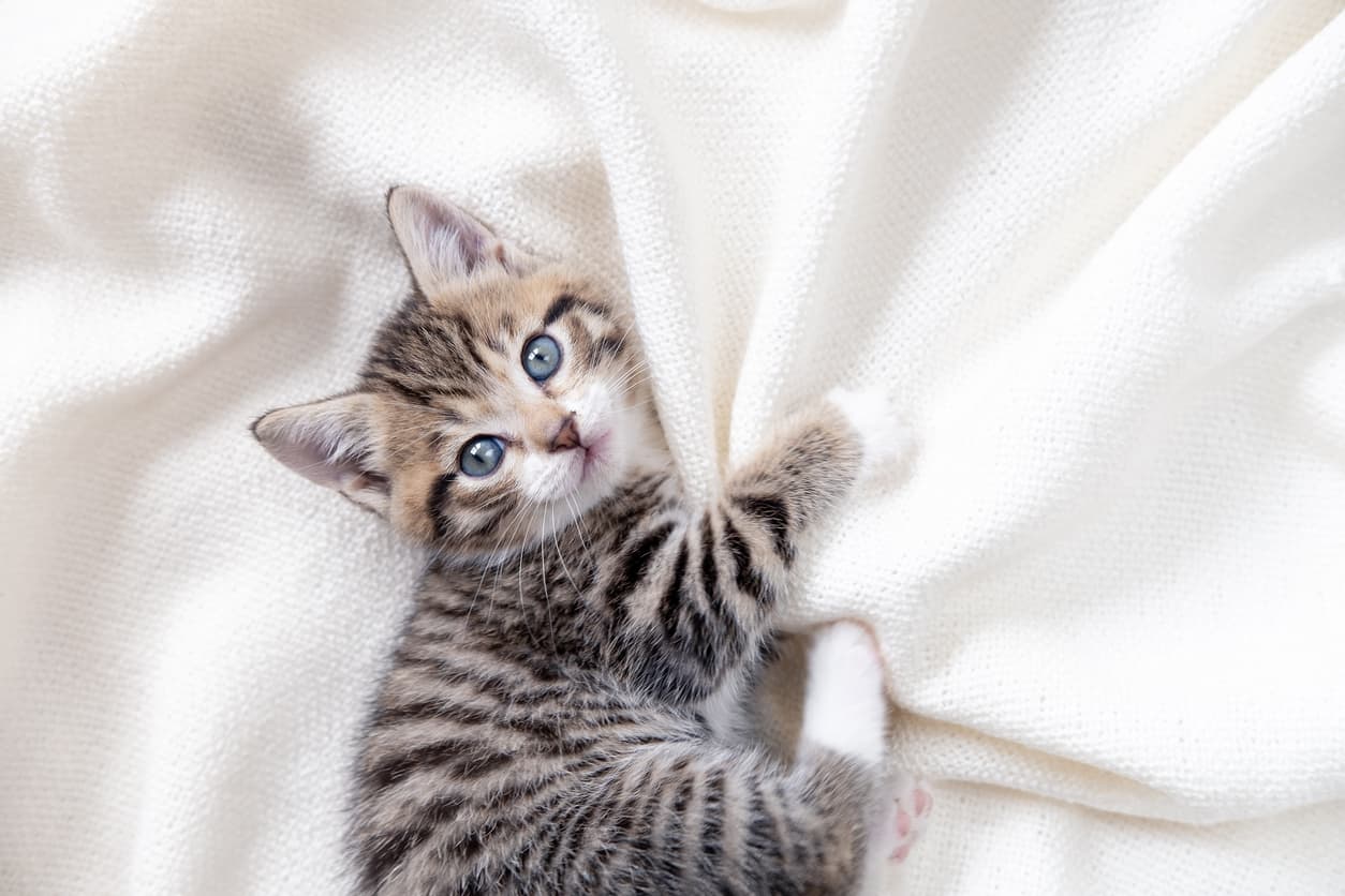 How to Take Care of a Kitten [w/ FAQs] - Natural Pet Food