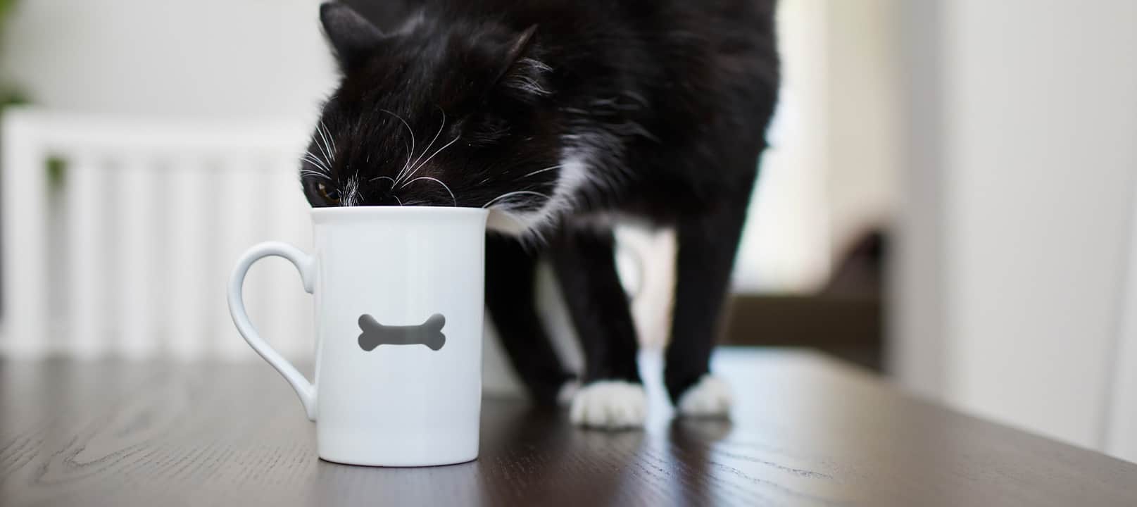 Bone Broth for Cats: Benefits & How to Feed It To Your Feline - Natural ...