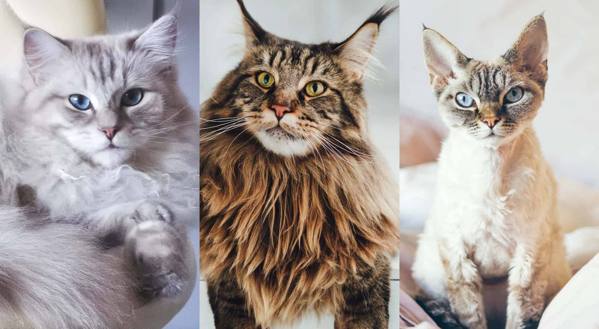 The 10 Most Popular Breeds of Cats - RAWZ