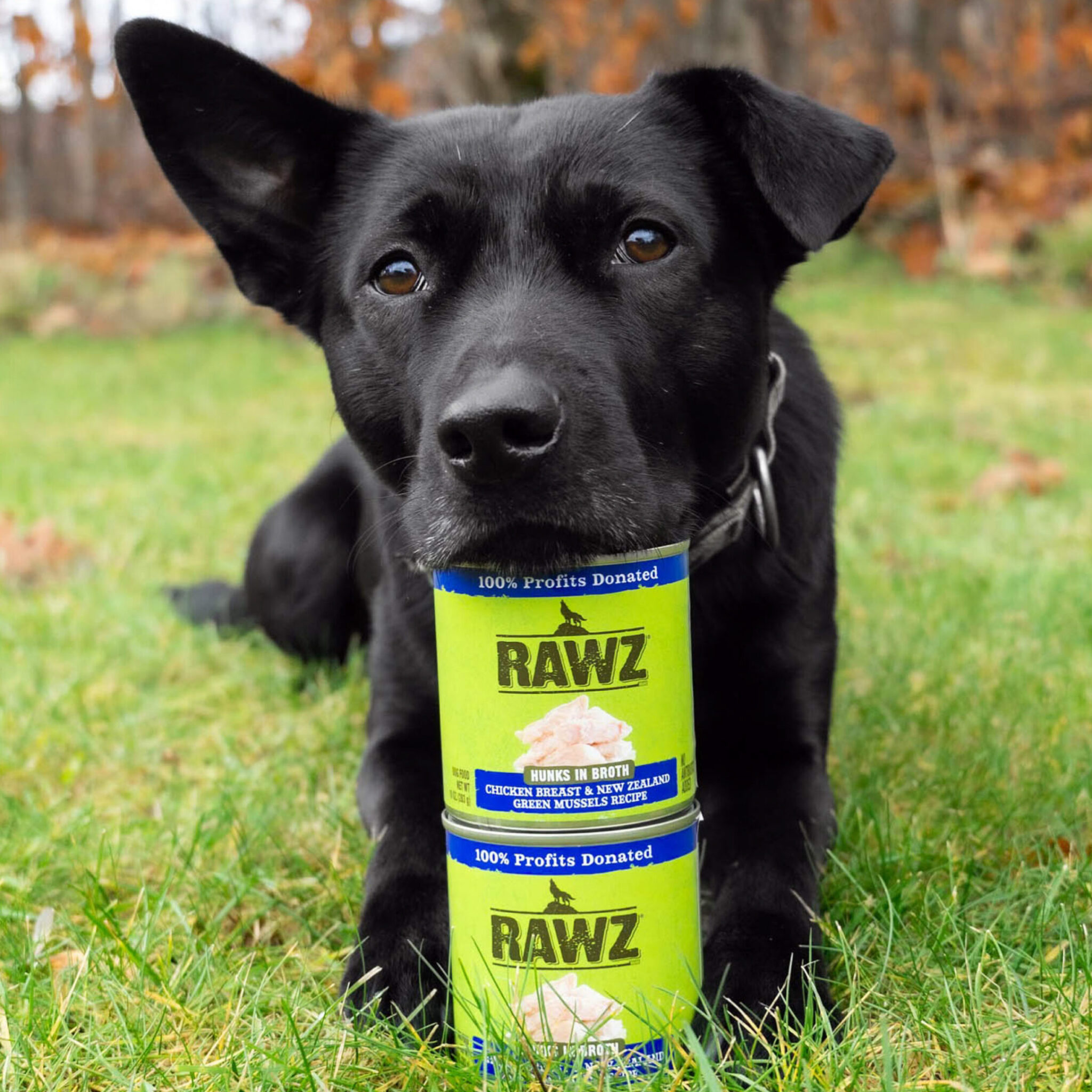 Premium Natural Pet Food for Dogs & Cats | RAWZ