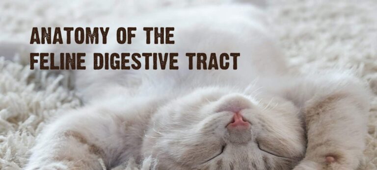 Understanding Your Cat’s Digestive System & Gut Health Tips
