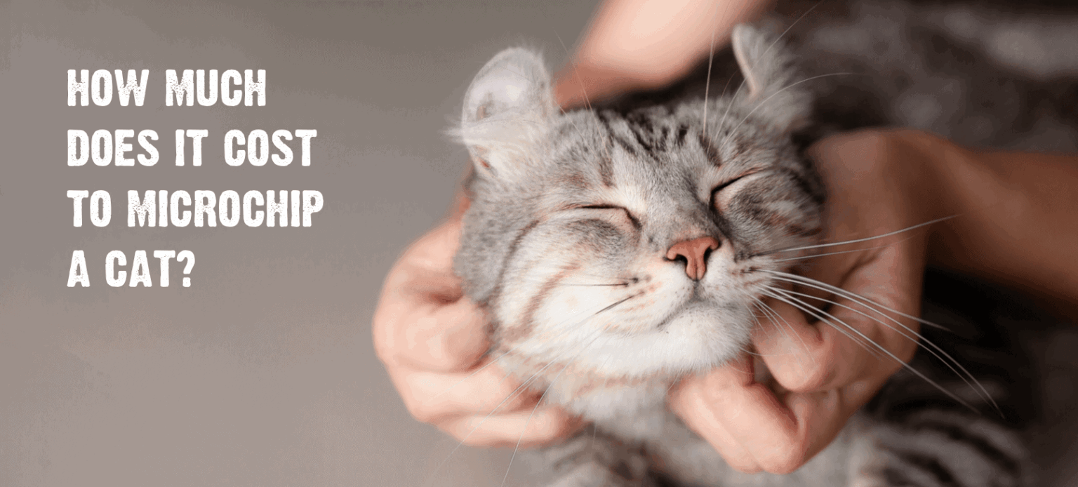 Microchipping Your Cat: Why It's Important & How It Works