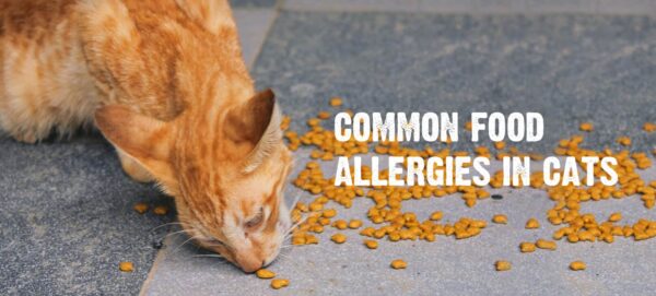 Food Allergies in Cats: Common Symptoms & How to Treat Them
