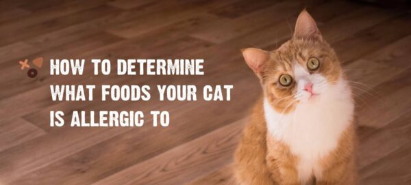 Food Allergies in Cats: Common Symptoms & How to Treat Them