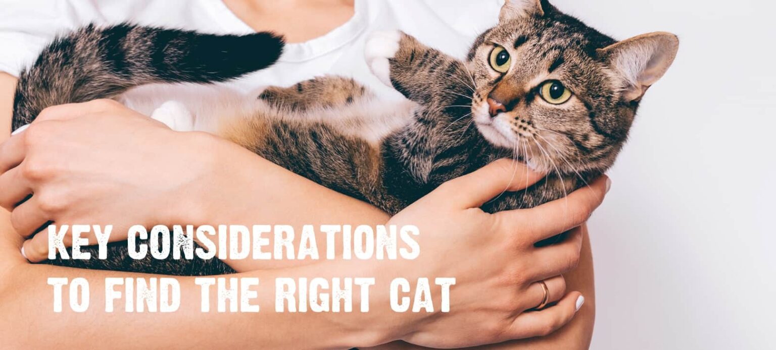 Adopting a Cat: Key Considerations & Tips for New Owners