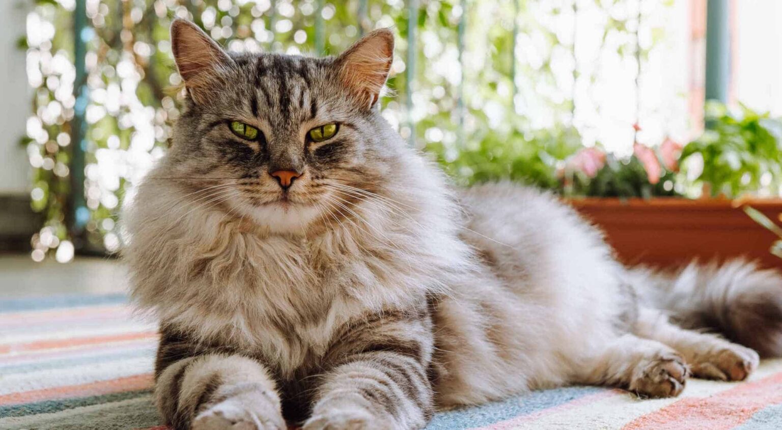 The 10 Most Popular Breeds of Cats