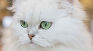 The 10 Most Popular Breeds of Cats
