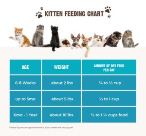 Kitten Nutrition 101: What to Feed, How Much & How Often [+ Feeding Chart]