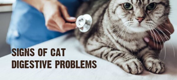 Understanding Your Cat’s Digestive System & Gut Health Tips