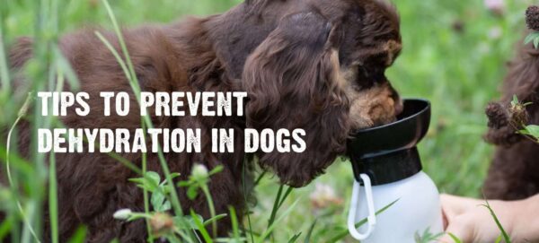Dehydration in Dogs: Signs, Causes & Treatment