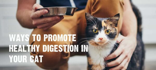 Understanding Your Cat’s Digestive System & Gut Health Tips
