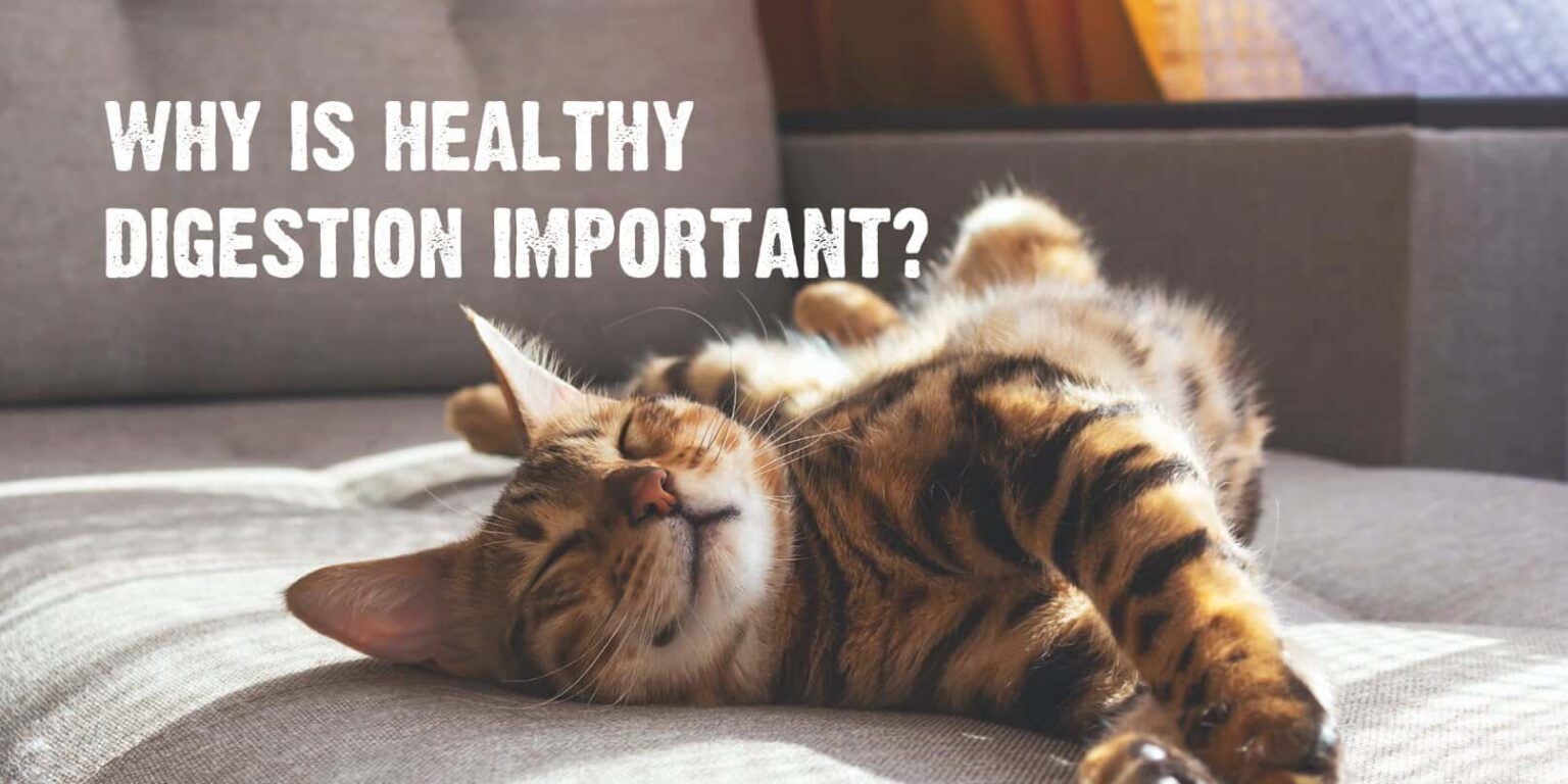 Understanding Your Cat’s Digestive System & Gut Health Tips