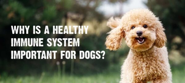 9 Ways to Boost Your Dog’s Immune System for Optimal Health
