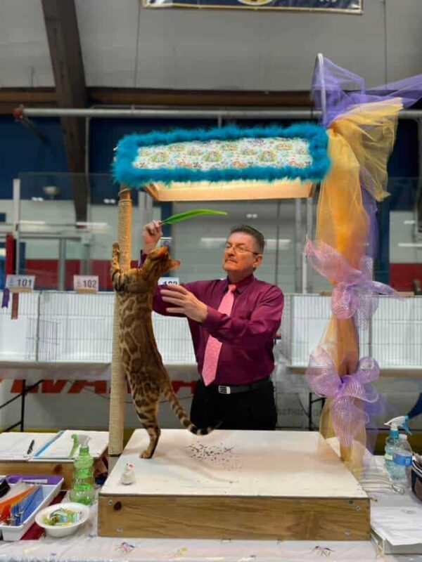 13 Best Cat Shows of 2024